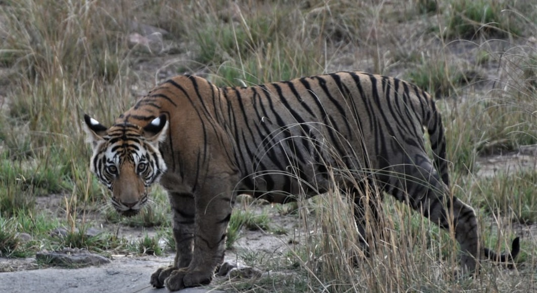 CONFLICT TIGERS TO BE TERMED AS DANGEROUS AND NOT AS MAN EATERS, THEIR ...