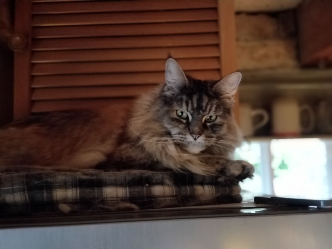 THE BIG CATS' UNIQUE OBSESSION FOR THE MUSKY CALVIN KLEIN PERFUME ...