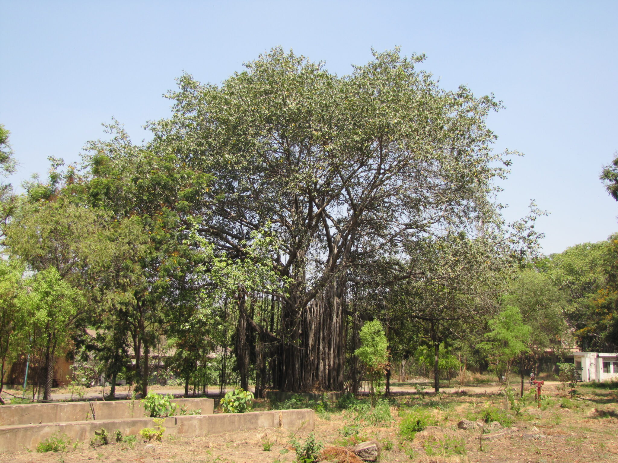 THREE KEYSTONE TREE SPECIES – PEEPAL, NEEM, BANYAN ON FELLING LIST IN ...