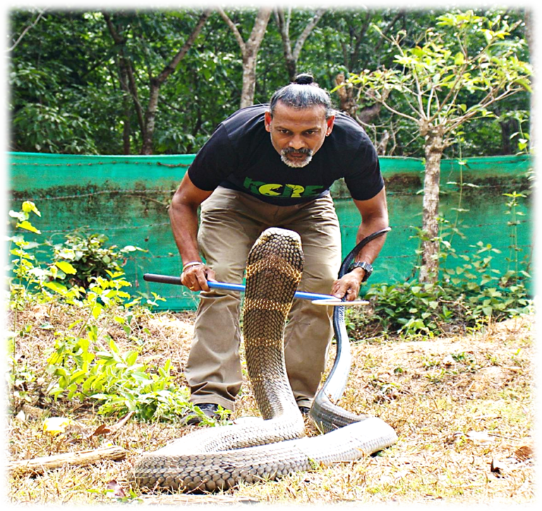 DISCOVERY OF 4 SPECIES OF KING COBRA TO HELP IN CONSERVATION - Green Minute