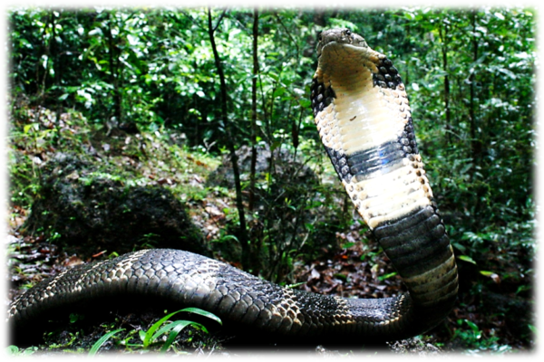 DISCOVERY OF 4 SPECIES OF KING COBRA TO HELP IN CONSERVATION - Green Minute
