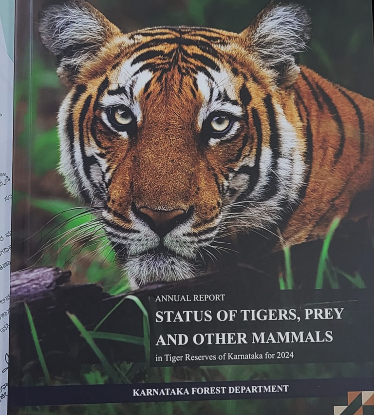 KARNATAKA TIGER CENSUS, 2024 REVEALS DECLINE TO 393 IN 5 TIGER RESERVES ...