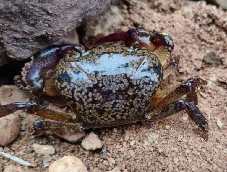 NEW FRESHWATER CRAB SPECIES DISCOVERED IN WESTERN GHATS - Green Minute