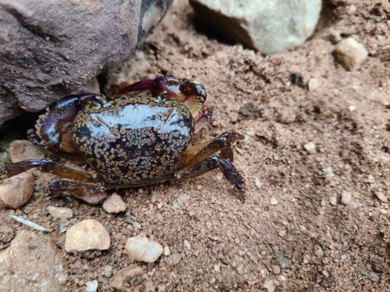 NEW FRESHWATER CRAB SPECIES DISCOVERED IN WESTERN GHATS - Green Minute