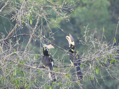 HORNBILLS' HABITAT DETERIORATES EVEN AS DANDELI HOLDS HORNBILL FESTIVAL ...